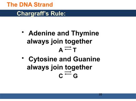 Genetic Code Protein Synthesisssssssssssss Ppt