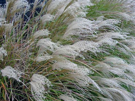 15 Popular Plants You Should Never Grow In Your Yard