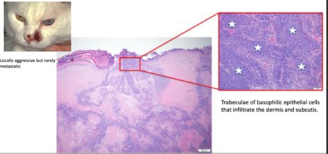 Integument Neoplasm Flashcards Quizlet