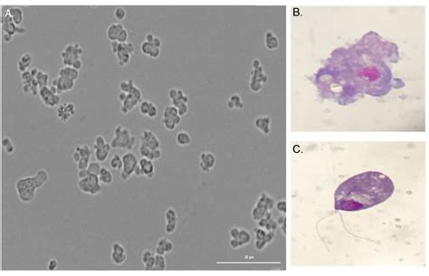 Meningitis Virus Cell