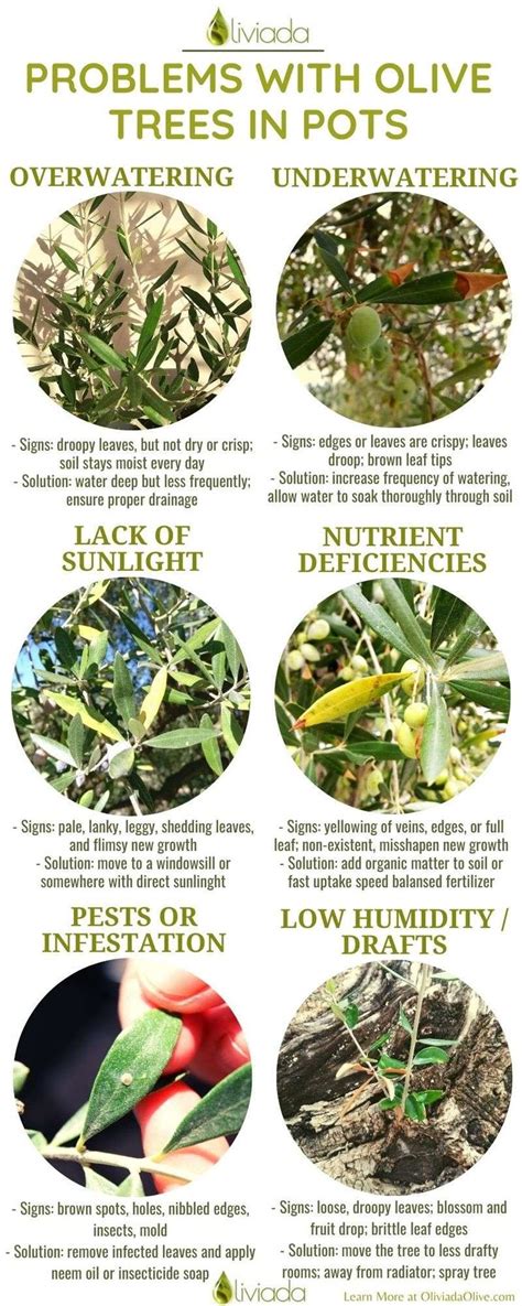 13 Great Solutions On How To Revive Olive Tree And Bring Back To Life