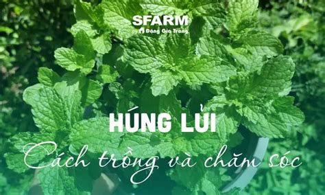 Cách Trồng Rau Thơm Chịu Nước Hay Khô Hướng Dẫn Chi Tiết Cho Người Mới