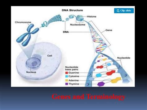 The Structure And Function Of Genes Pptx