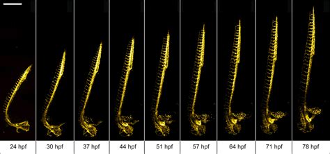 Multilayer Mounting For Long Term Light Sheet Microscopy Of Zebrafish