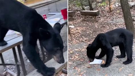 Mexican Mother Shields Son From Bear Crashing Birthday Party Devouring Tacos On Picnic Table