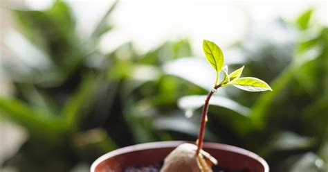 Jardinería La Guía Completa Para Cultivar Un árbol De Palta En Casa