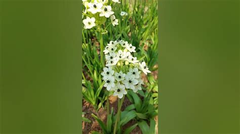 城門河畔南非伯利恒之星 Youtube