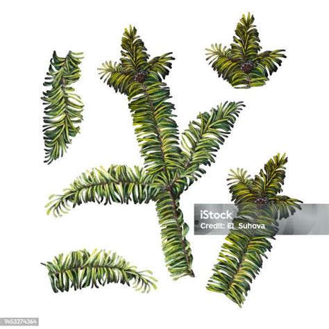 수채화 손으로 그린 녹색 Сhristmas 나뭇가지 흰색 배경에 격리된 요소 12월에 대한 스톡 벡터 아트 및 기타 이미지 12월 2023년 가문비나무 Istock