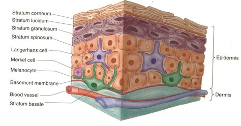 Cocolan Histologi Kulit