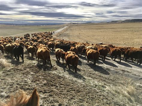 Faq Page Dalton Cattle