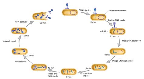 Life Cycle Viruses The Phage Saga
