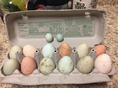 Fart Eggs Backyardchickens