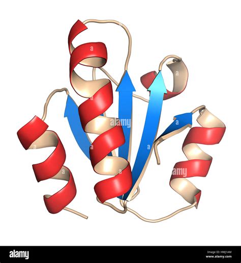 Oxidoreductase Enzyme Cut Out Stock Images And Pictures Alamy