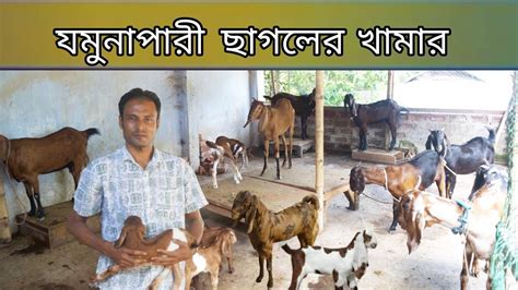 গরু মহিষ হাঁসের খামারের চেয়ে লাভজনক ছাগলের খামার Youtube