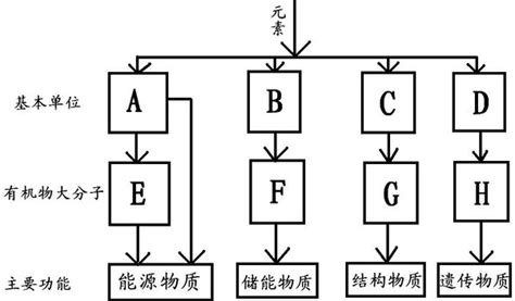 如图表示生物体内四种有机物的组成依据其主要功能分析回答下列问题1a是指 E在动物细胞中是指 ．2f是指 它是由b形成的．除此