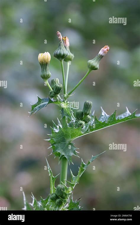 Spiny Milk Thistle Sonchus Asper Also Known As Prickly Sow Thistle Or
