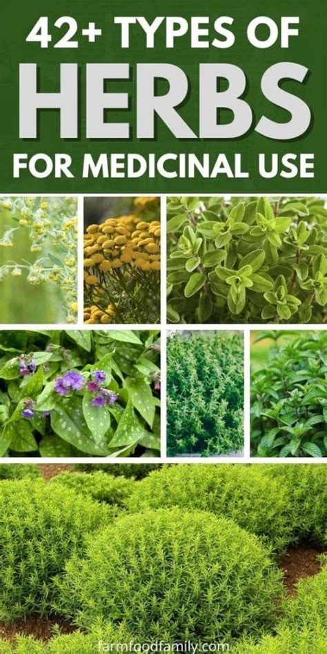 42 Different Types Of Herbs For Medicinal Use