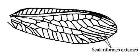 Peyerimhoffina Gracilis Download Scientific Diagram