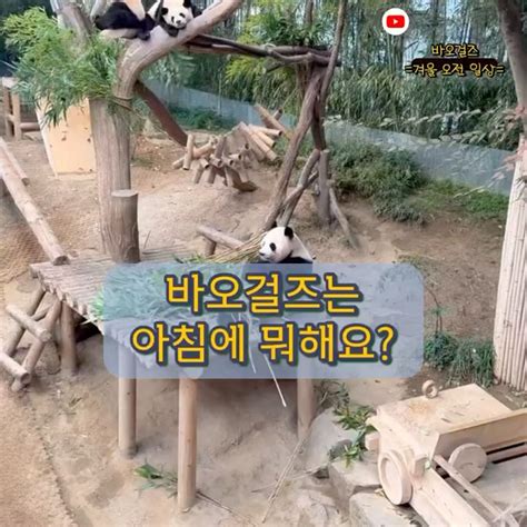 🐼에버랜드🐼바오걸즈 아침일상 살펴보기🌿아이바오는 댓잎먹방🎀루이는 꿀잠🌴후이는 어부바나무에서 댓잎먹방💕귀엽고 행복한 바오걸즈 Youtube
