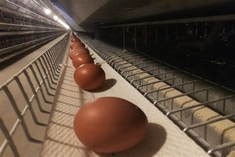 Indoor Layer Birds Breeding Factory For Egg Production Buy Layer