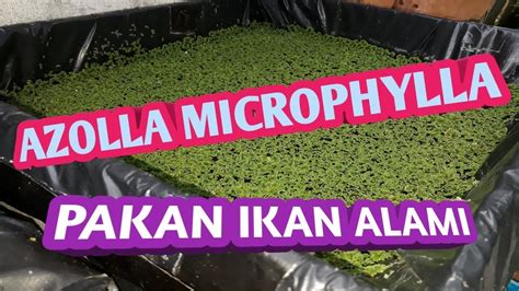 Panen Azolla Untuk Pakan Gurame Youtube