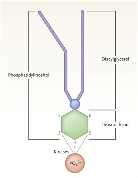 Phosphatidylinositol Structure