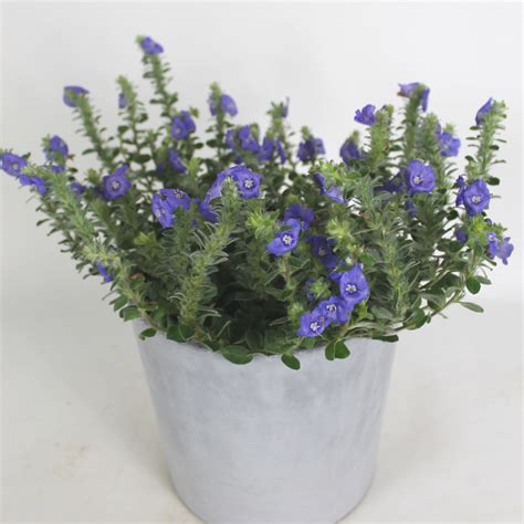 Blue Daze Liberty Landscape Supply