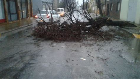 El Temporal Tiró Un árbol En Constitución