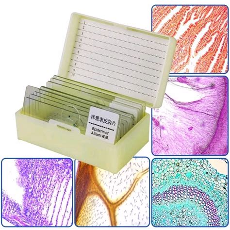 Microscope Slides Kit 10pcs — Magnifiers Australia Au