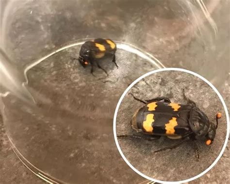 Disabled Hackney Mum Moved Into Cockroach Infested House Of Horror With 2 Daughters Mylondon