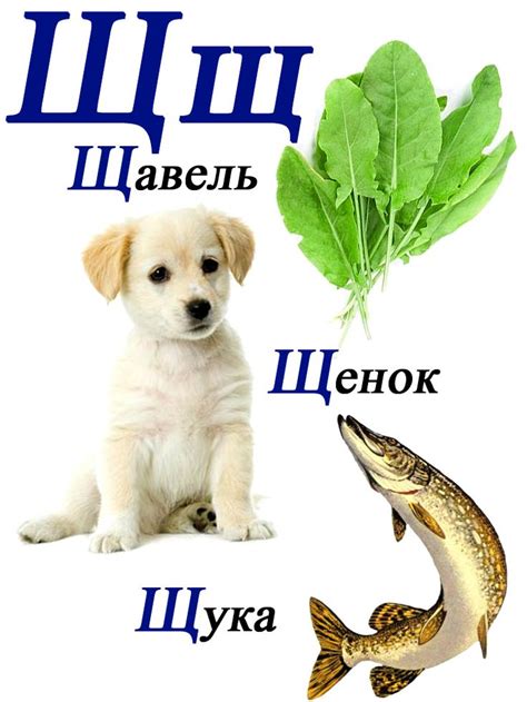 Слова начинающиеся на букву Щ