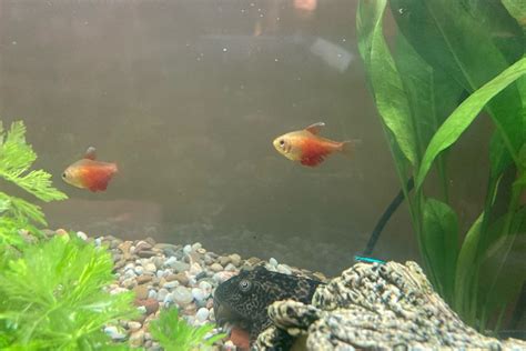 Orange Von Rio Flame Tetra