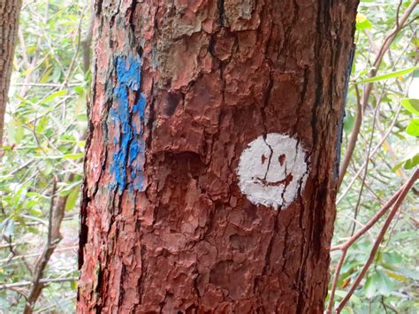 The Waterfalls Of Gragg Prong Waterfalls Hiker