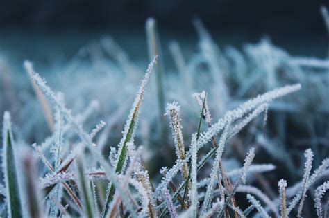 When Does Grass Stop Growing In Winter