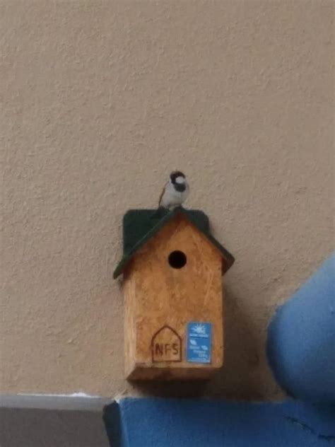 Wood Dark Green Wooden House Shaped Sparrow Nest Box Tit Nest Box