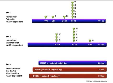 Figure 1 From Idh Mutations In Glioma And Acute Myeloid Leukemia