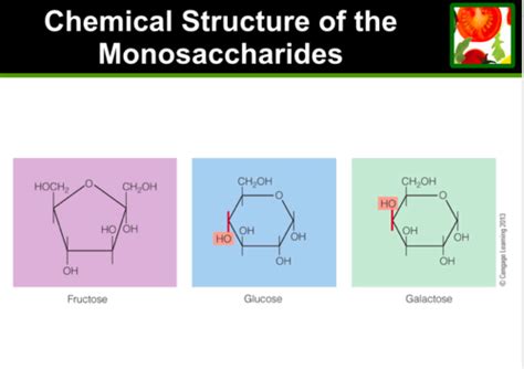 Bio 1 5 Carbohydrates Flashcards Quizlet