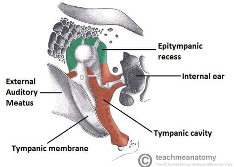 The Middle Ear Parts Bones Muscles Teachmeanatomy