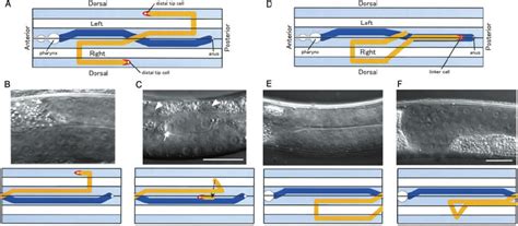 Morphogenesis In C Elegans Gonads A Dtc Migration In
