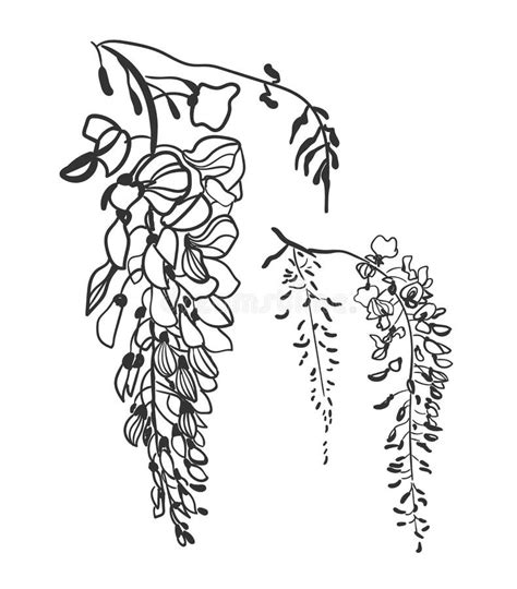 Fleur De Glycine Illustration Stock Illustration Du Bleu 56522301