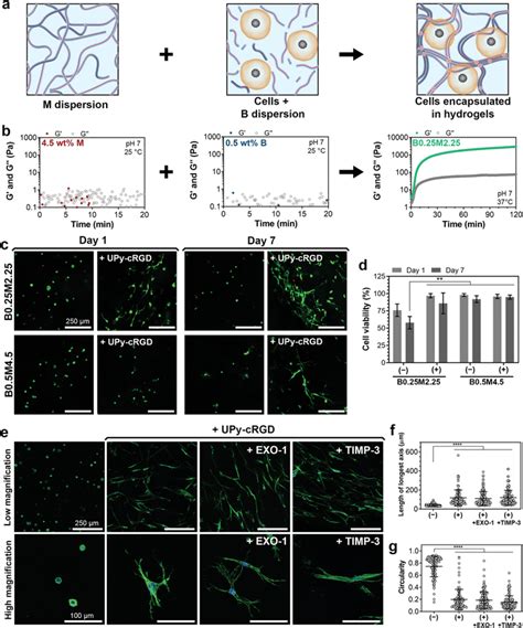 Cell Encapsulation And Spreading In Supramolecular Hydrogels A Download Scientific Diagram