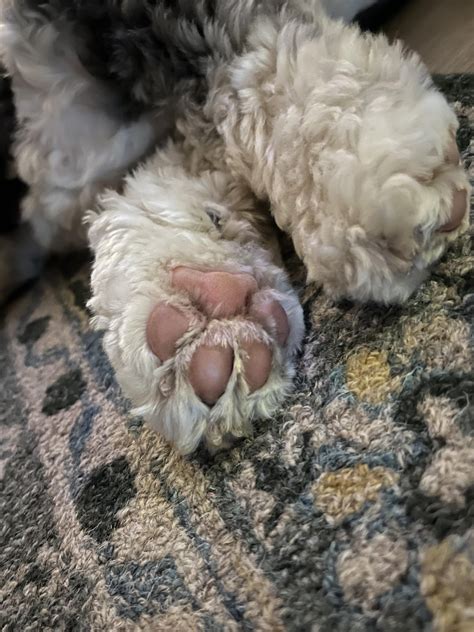 Toe Beans 🐾💕 R Bernedoodles