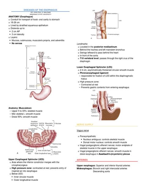 Diseases Of The Esophagus Pdf