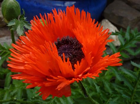 Free Images Nature Blossom Flower Petal Bloom Red Herb Botany