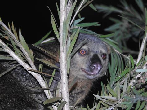 Sulawesi Bear Cuscus Ailurops Ursinus Know Your Mammals