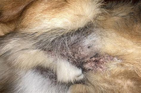 Clinical Case Challenge German Shepherd With Recurrent Pyoderma