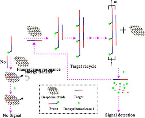 Schematic Illustration Of The Go Based Fluorescent Bioassay For Mrsa