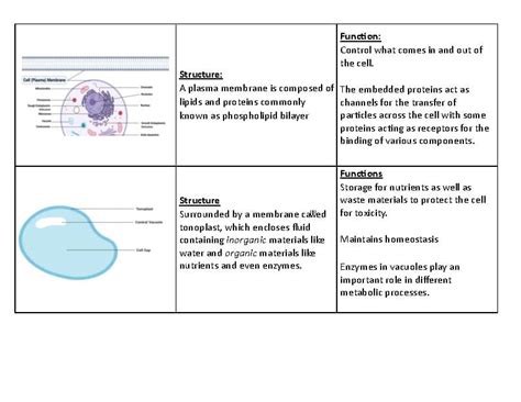 Matching Activity Structure And Function Of Cell Organelles Tpt