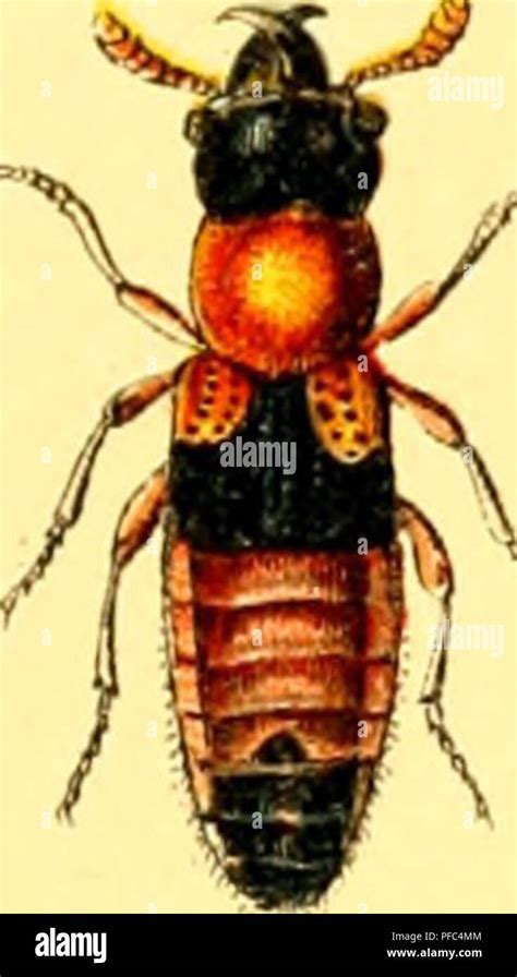 A German Guidebook To Collecting And Identifying Beetles Including Practical Instructions And