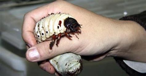 This Is Why I Hate Third Party Controllers How Do I Even Press Start Imgur